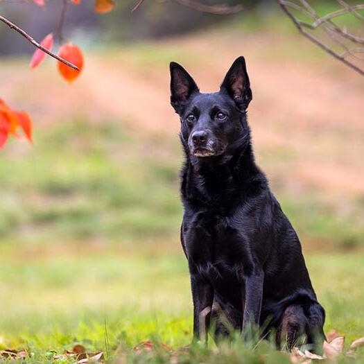 Kelpie Dog Breed Information | Purina